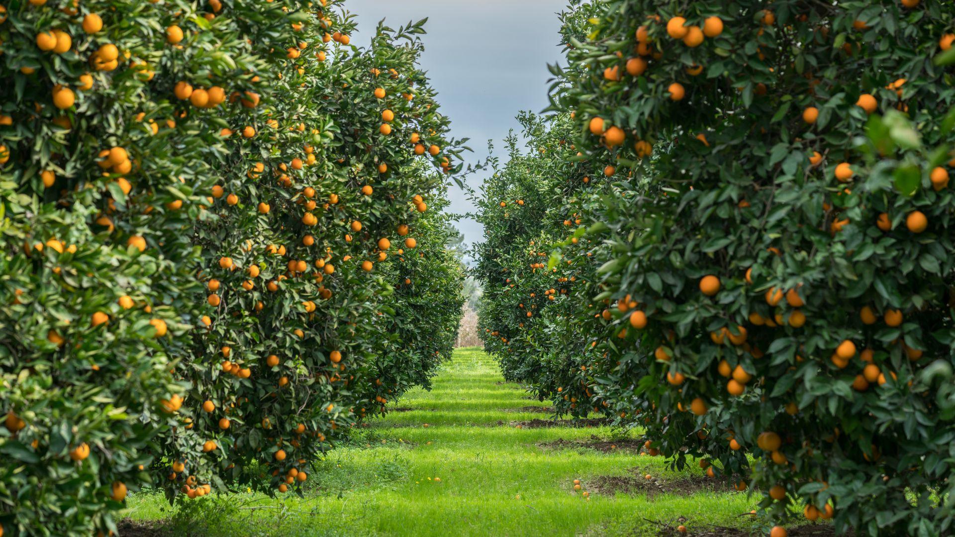 Árboles Frutales: Cultivo, Cuidados y Beneficios para tu Jardín - Eiviplant